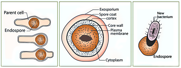 Microbe Diagram