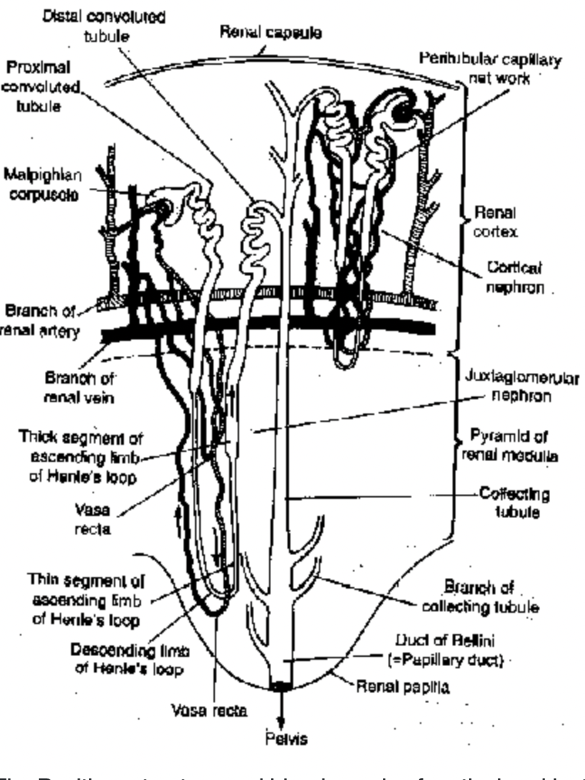 Snake Excretory System