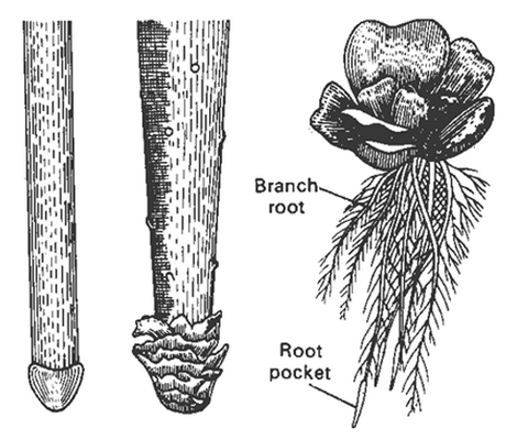 Root of Morphology Of Angiosperm in Botany class 11