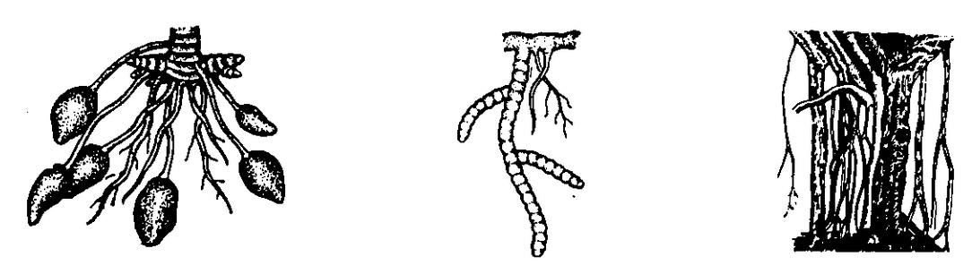 Root of Morphology Of Angiosperm in Botany class 11