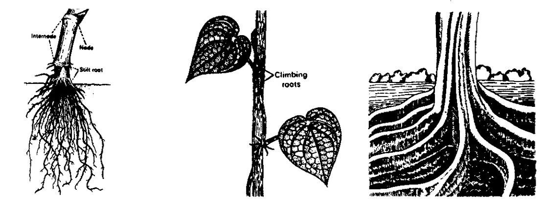 Root of Morphology Of Angiosperm in Botany class 11