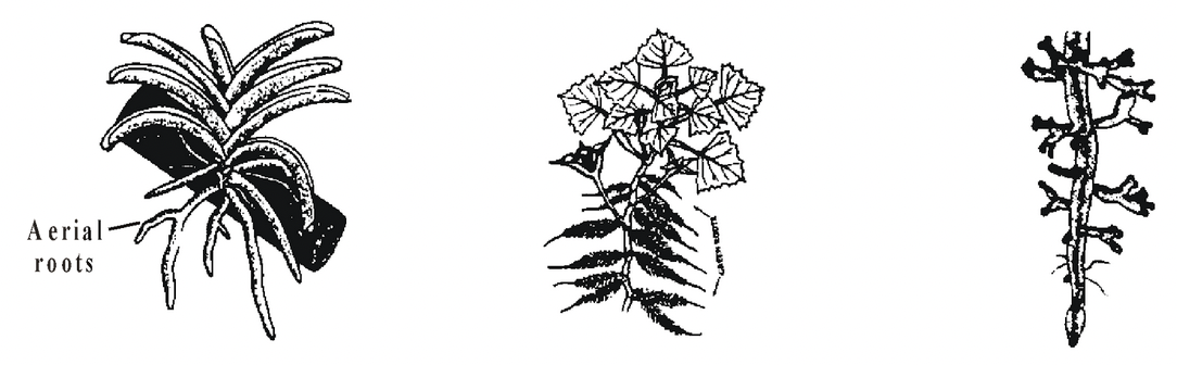 Root of Morphology Of Angiosperm in Botany class 11