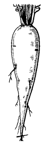 Root of Morphology Of Angiosperm in Botany class 11