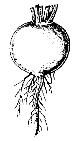 Root of Morphology Of Angiosperm in Botany class 11