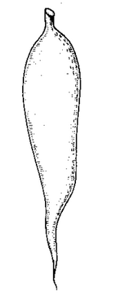 Root of Morphology Of Angiosperm in Botany class 11