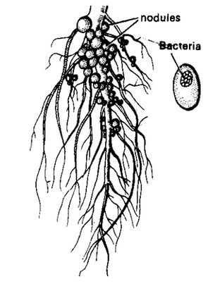 Root of Morphology Of Angiosperm in Botany class 11
