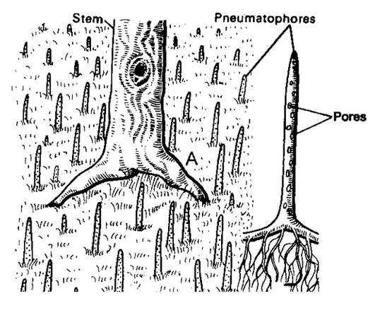 Root of Morphology Of Angiosperm in Botany class 11
