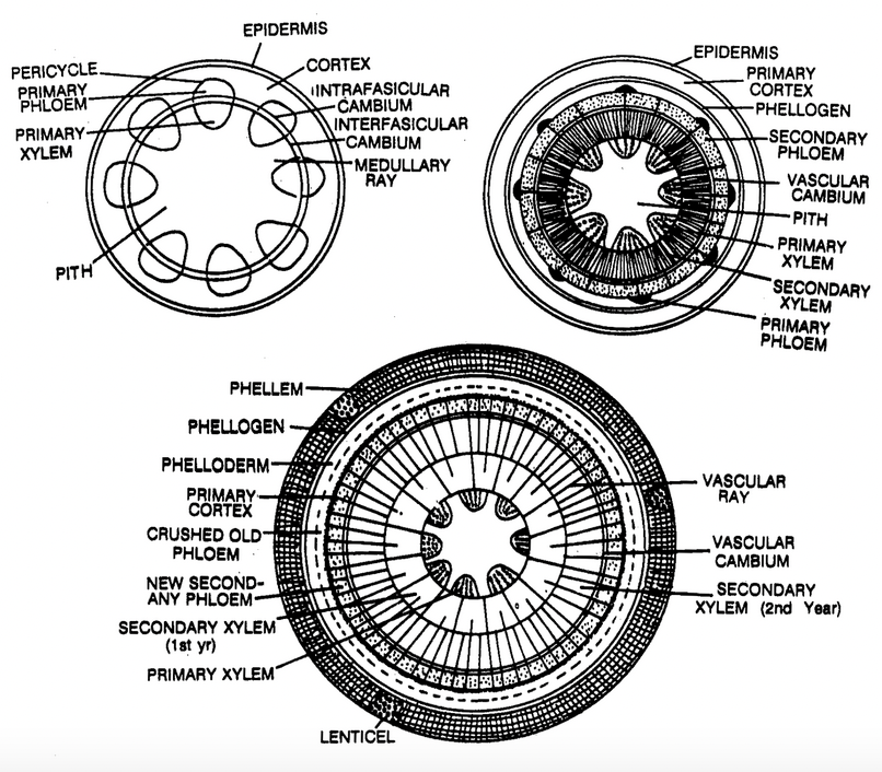 Secondary Xylem