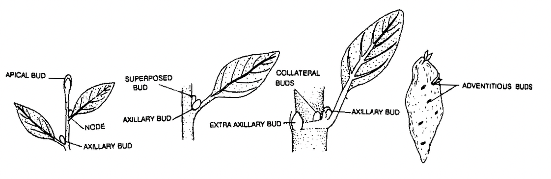 Stem of Morphology Of Angiosperm in Botany class 11