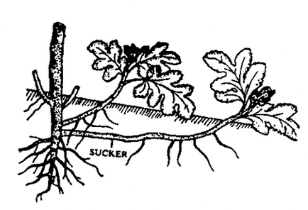 Stem of Morphology Of Angiosperm in Botany class 11