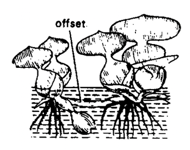Pistia Diagram