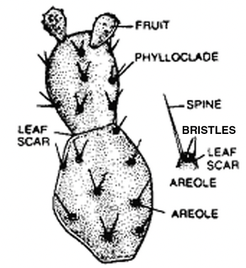 Stem of Morphology Of Angiosperm in Botany class 11