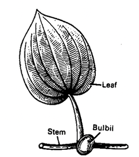 Stem of Morphology Of Angiosperm in Botany class 11