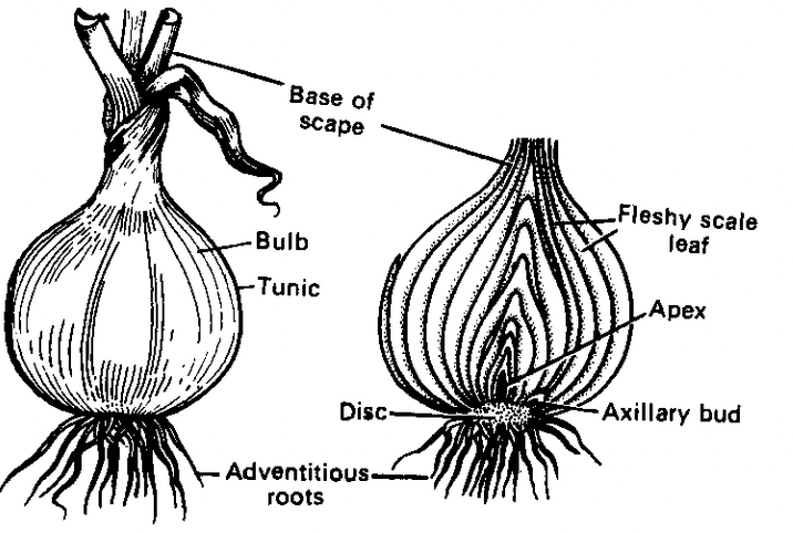 Stem of Morphology Of Angiosperm in Botany class 11
