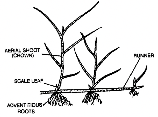Stem of Morphology Of Angiosperm in Botany class 11