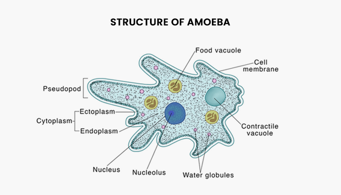 Amoeba Structure