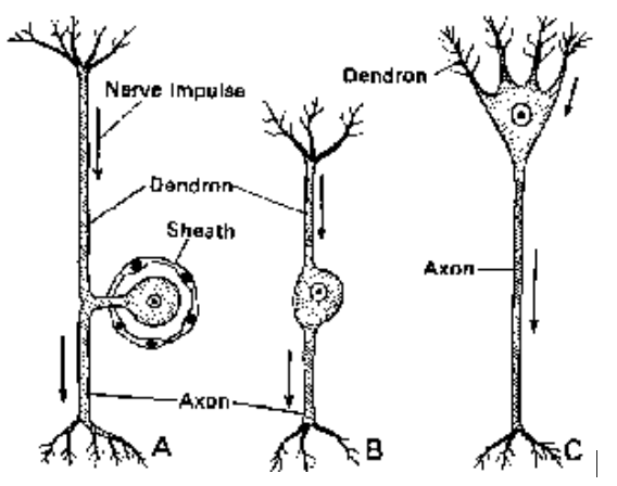 NCERT-Nervous Tissue Thoery Notes For Class 11|PW
