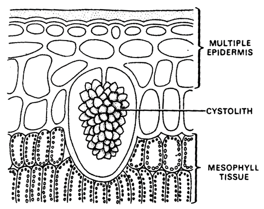 About Tissue System | what is Tissue System