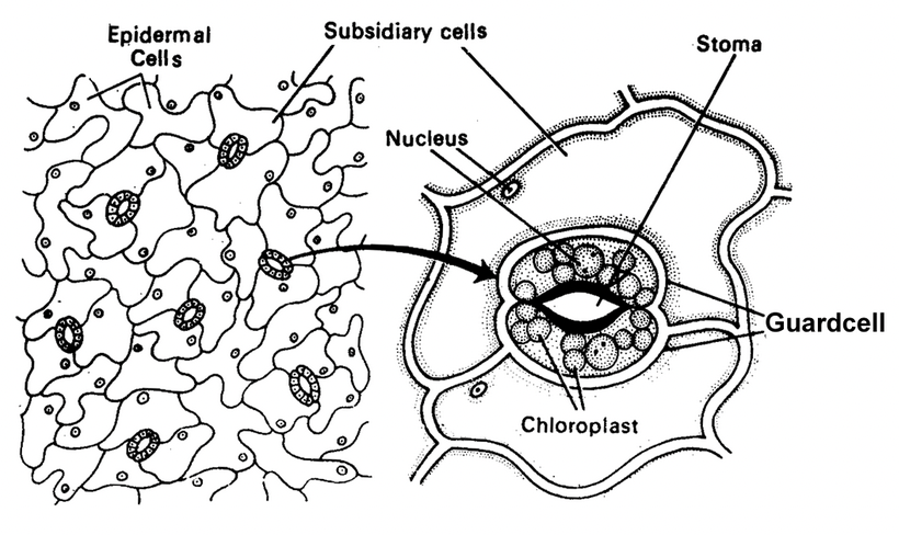 About Tissue System | what is Tissue System