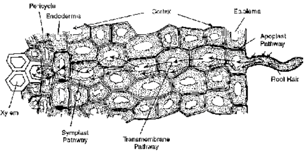 Water Absorption | Two independent mechanisms of water absorption in plants