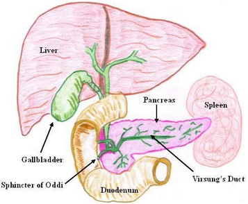 Heterotrophic Nutrition | Type of Heterotrophic Nutrition - PW