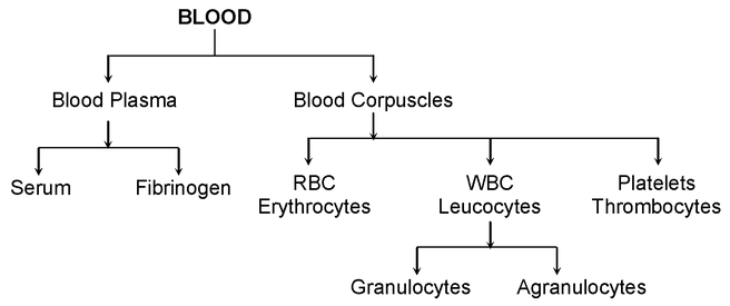 Circulatory System | Blood Sascular System | Life Process Class 10 | PW