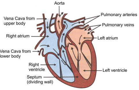 Circulatory System | Blood Sascular System | Life Process Class 10 | PW