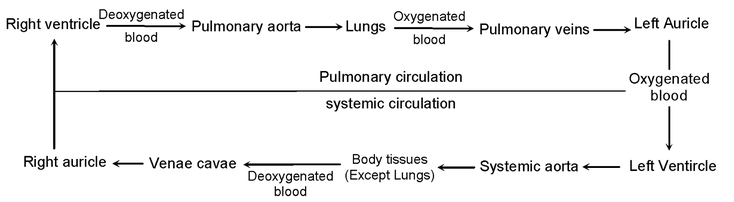 Circulatory System | Blood Sascular System | Life Process Class 10 | PW