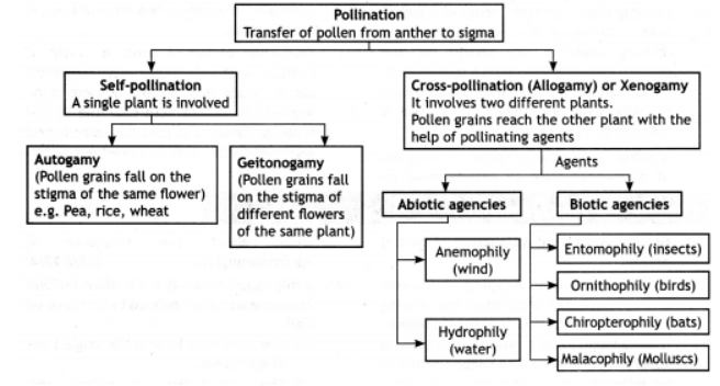 Pollination - Definition, Notes, Examples, Type, Formulas - Physics Wallah