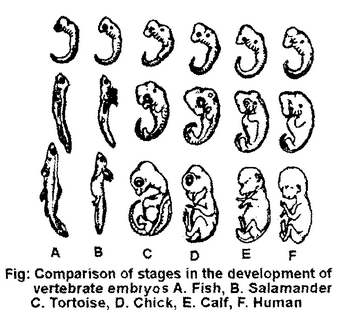 Heredity and evolution class 10 notes | Organic Evolution