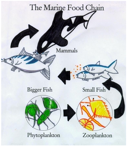 Sea Life Food Web