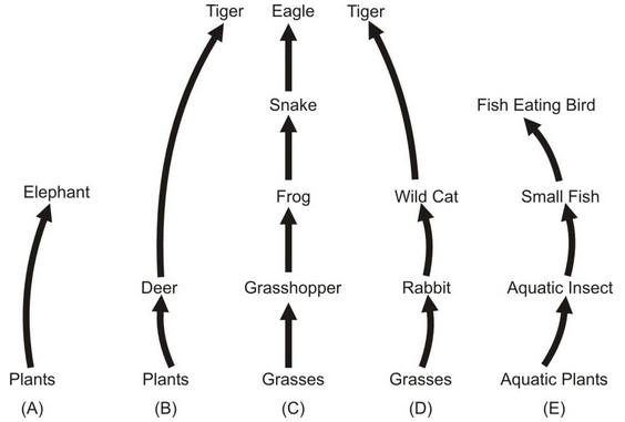 Simple Food Chain With Names