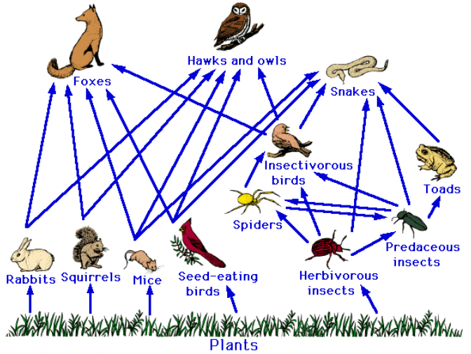 Food Web Or Food Cycle Our Environment Class 10 Notes