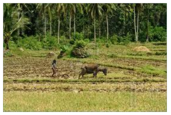 Primitive Subsistence Farming