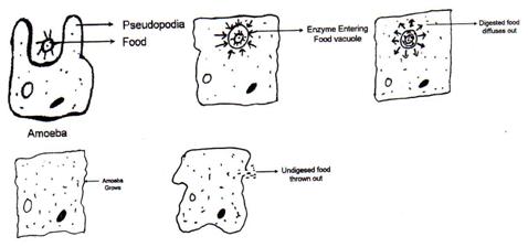 Nutrition In Amoeba Diagram